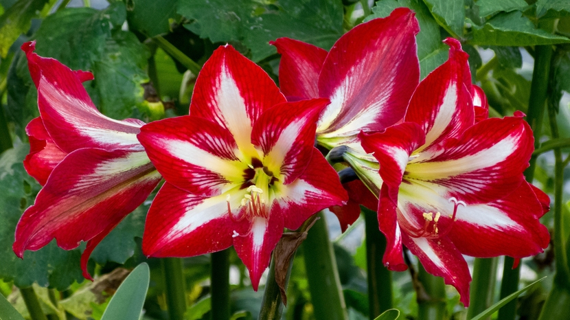 Гіпеаструм (45 фото): посадка, вирощування, догляд